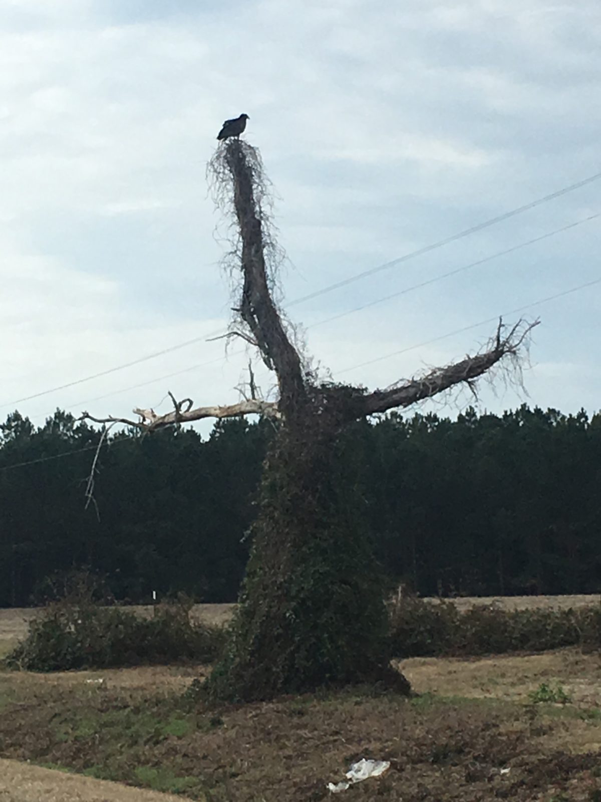 Off to see the Wizard (Tree) – Mike's Life